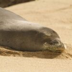 Oahu: Private Best of Oahu Sightseeing Tour - Why Travelers Praise This Experience