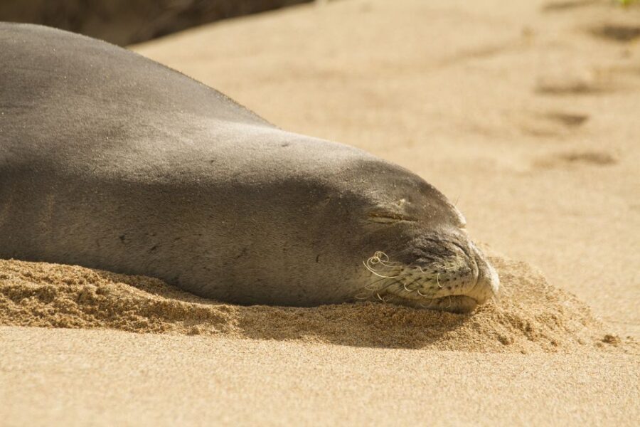 Oahu: Private Best of Oahu Sightseeing Tour - Why Travelers Praise This Experience