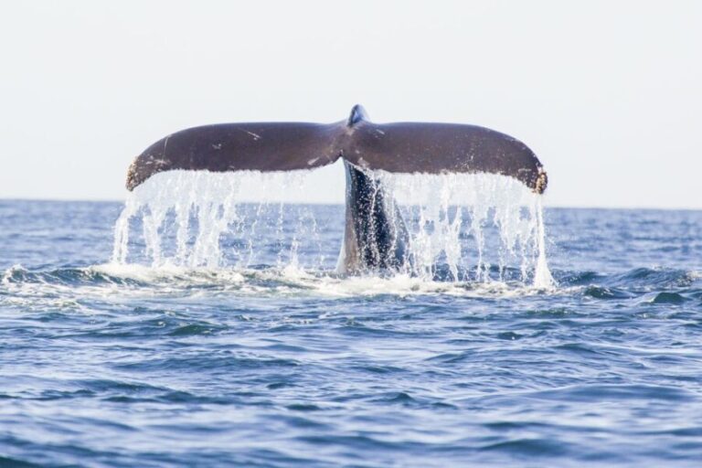 Oahu: Waikiki Eco-Friendly Afternoon Whale Watching Trip - Is it Worth the Price?