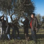 Olive Oil Mill Tour with Tasting and Gift near Bari - Who Will Love This Tour?