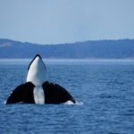 Orcas Island: Orca Whales guaranteed boat tour - Itinerary and Experience Breakdown