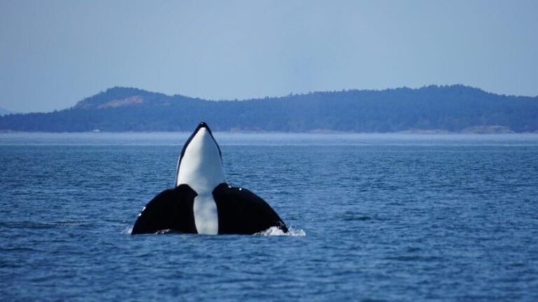 Orcas Island: Orca Whales guaranteed boat tour - Itinerary and Experience Breakdown