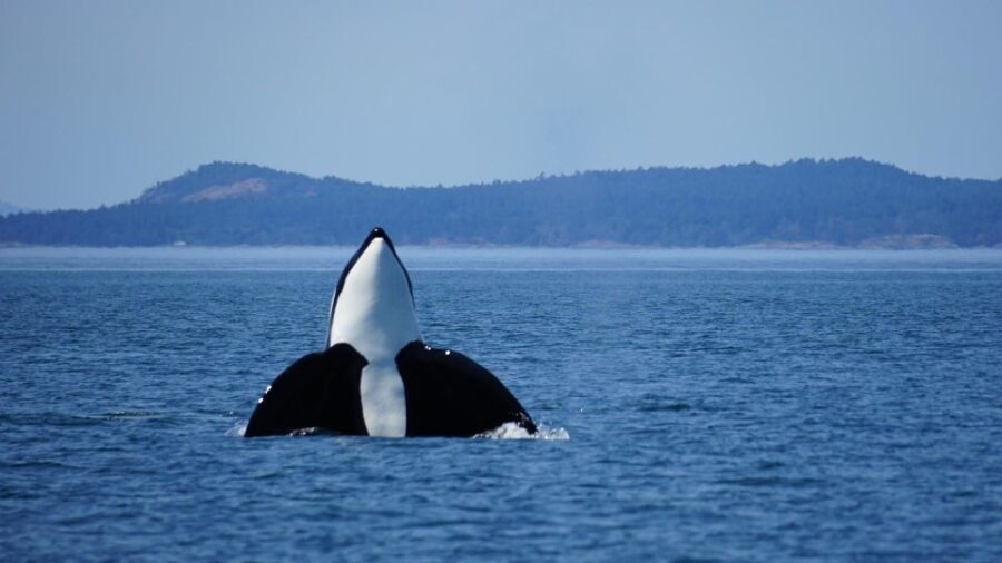 Orcas Island: Orca Whales guaranteed boat tour - Itinerary and Experience Breakdown