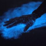 Orlando: Bioluminescence Kayak Adventure - An In-Depth Look at the Experience