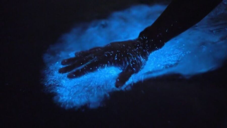 Orlando: Bioluminescence Kayak Adventure - An In-Depth Look at the Experience