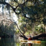 Orlando: Kayaking Tour with Manatee Encounter - Wildlife Encounters: The Heart of the Tour