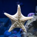 Orlando: Madame Tussauds and SEA LIFE Aquarium Combo Ticket - The Flow of the Day: Balancing Sightseeing and Relaxation