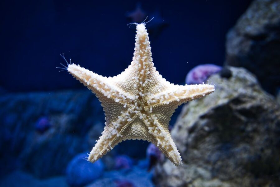 Orlando: Madame Tussauds and SEA LIFE Aquarium Combo Ticket - The Flow of the Day: Balancing Sightseeing and Relaxation
