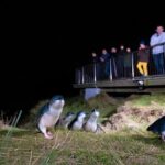 Otago Peninsula In-Depth Tour & Blue Penguins Pukekura Experience - The Otago Peninsula: A Natural and Cultural Treasure