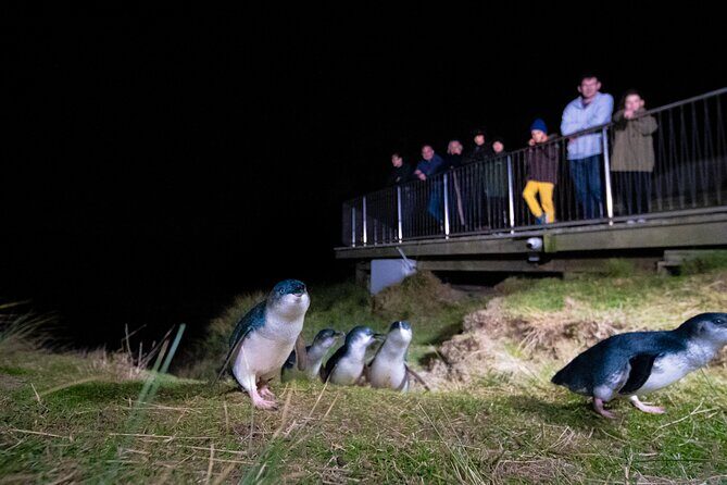 Otago Peninsula In-Depth Tour & Blue Penguins Pukekura Experience - The Otago Peninsula: A Natural and Cultural Treasure