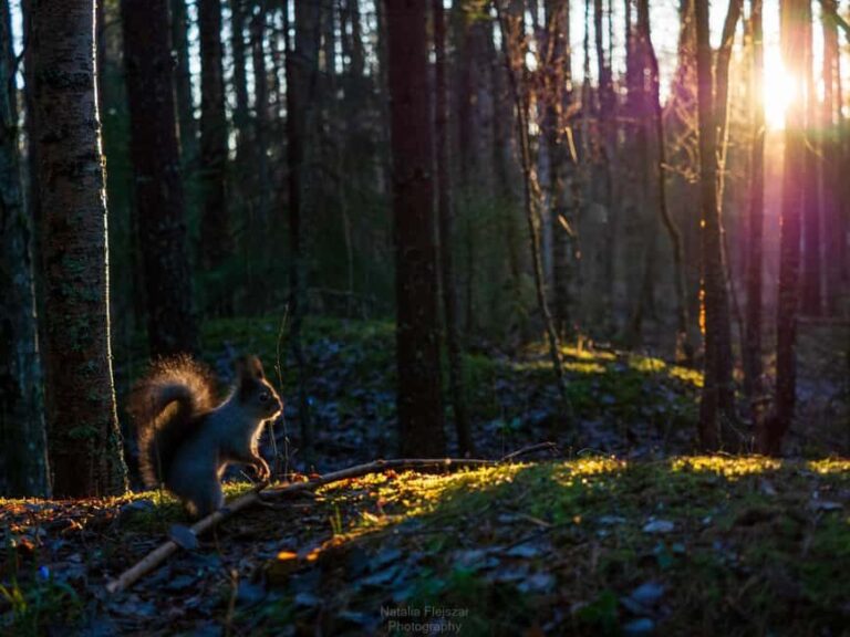 Oulu: Guided Fatbike Tour From Nallikari Around Hietasaari - Detailed Itinerary Breakdown