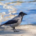 Oulu: Hietasaari Nature Tour with Local Guide - Why This Tour Offers Good Value