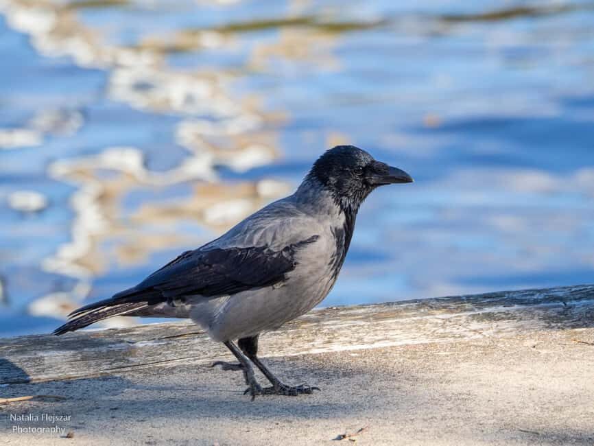 Oulu: Hietasaari Nature Tour with Local Guide - Why This Tour Offers Good Value
