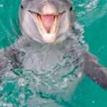 Panama City Beach: Private Dolphin Cruise - The Itinerary and What Makes Each Stop Special