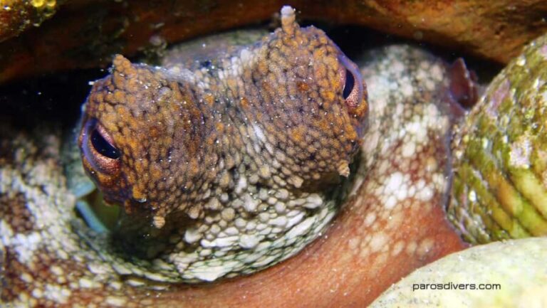 Paros: Scuba Diving Experience - The Experience Quality & Value