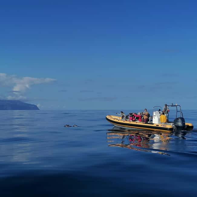 Passeios Turísticos: Trip to Corvo by Boat - Marine Life and Water Encounters