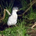 Phillip Island Penguin and Koala Highlights Day-Trip from Melbourne - Why This Tour Works