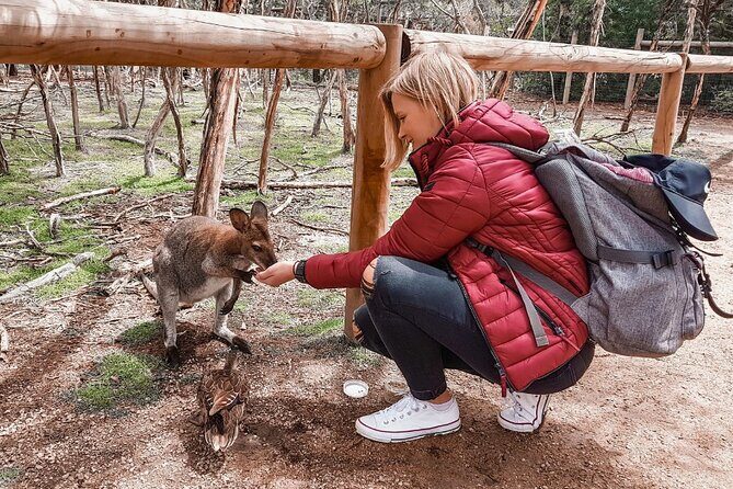 Phillip Island Penguins & Wildlife Day Tour from Melbourne - Final thoughts on value and suitability
