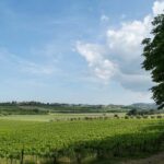 PICNIC on the estate - wine and vineyards - The Value and Who It’s For