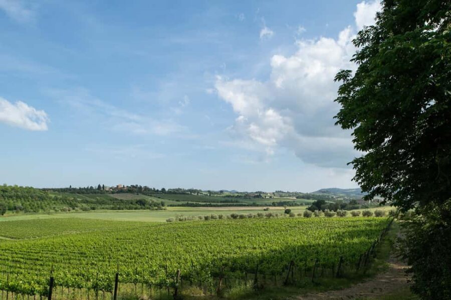 PICNIC on the estate - wine and vineyards - The Value and Who It’s For