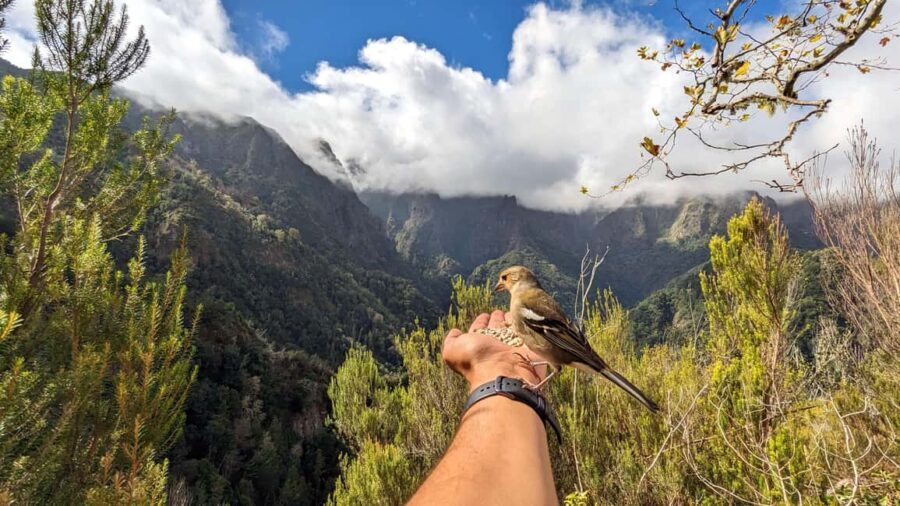 Pico do Arieiro in 4h: Immersive Private Jeep Experience - The Practical Side: What’s Included and What’s Not