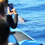 Pico Island: Whale Watching Experience from Lajes do Pico - What to Expect: A Deeper Look