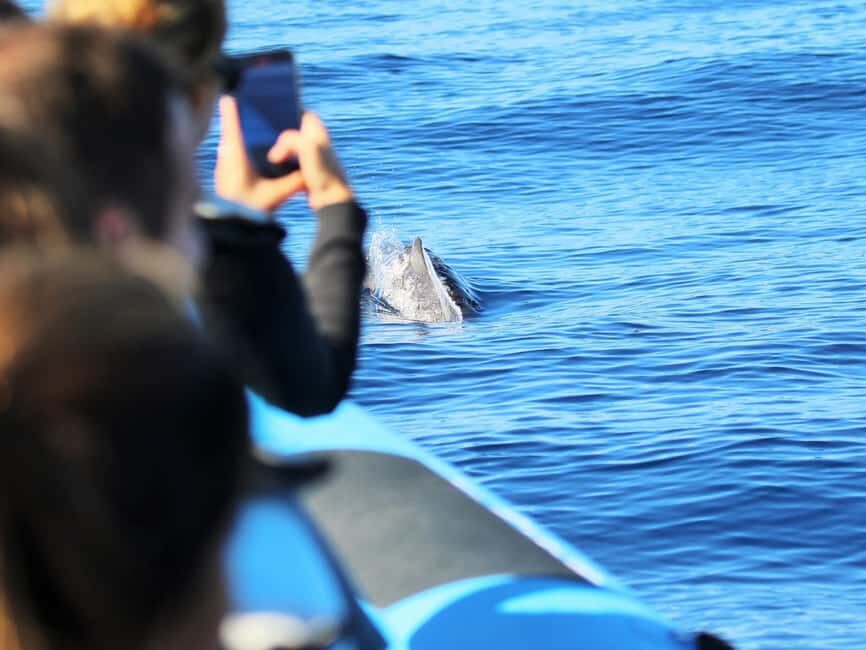 Pico Island: Whale Watching Experience from Lajes do Pico - What to Expect: A Deeper Look