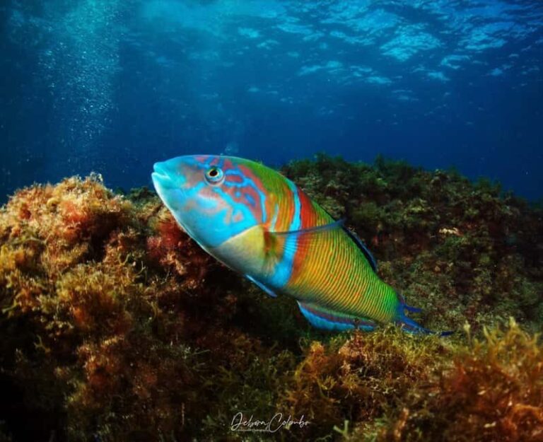 Playa Chica: Try Dive with Instructor - Key Points
