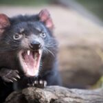 Port Arthur, Richmond and Tassie Devils Active Tour from Hobart - The Experience: Pros and Cons