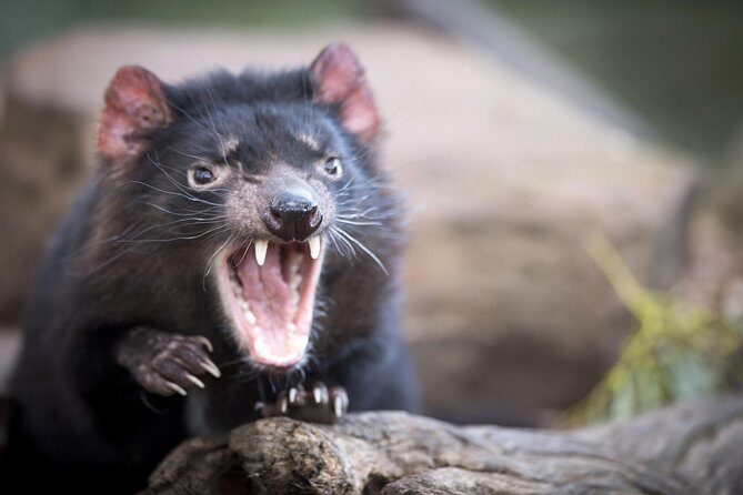 Port Arthur, Richmond and Tassie Devils Active Tour from Hobart - The Experience: Pros and Cons