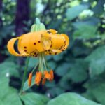 Portland: Silver Falls Hike - What Makes This Tour Stand Out?