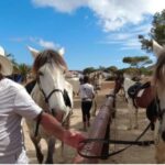 Porto Santo Island: Horse Riding - The Horses: Calm, Trained, and Friendly