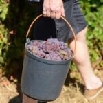 Portugal: 2 days in the Douro Valley with Harvest experience - Frequently Asked Questions