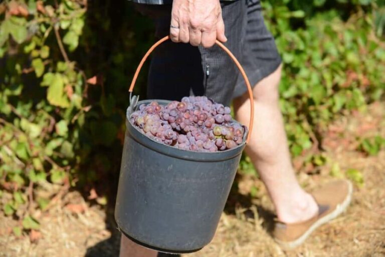 Portugal: 2 days in the Douro Valley with Harvest experience - Frequently Asked Questions