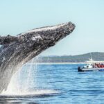 Premier Whale Watching Byron Bay - What Previous Travelers Say