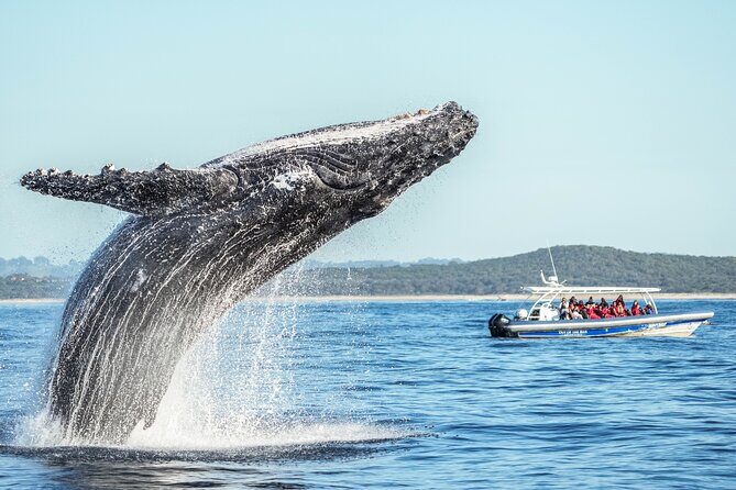 Premier Whale Watching Byron Bay - What Previous Travelers Say