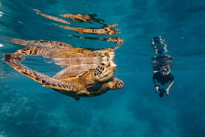 Premium Sea Scooter Turtle Adventure - Authentic Insights from Reviewers