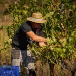 Priorat: wine tour in Gratallops of the best natural wines - FAQs