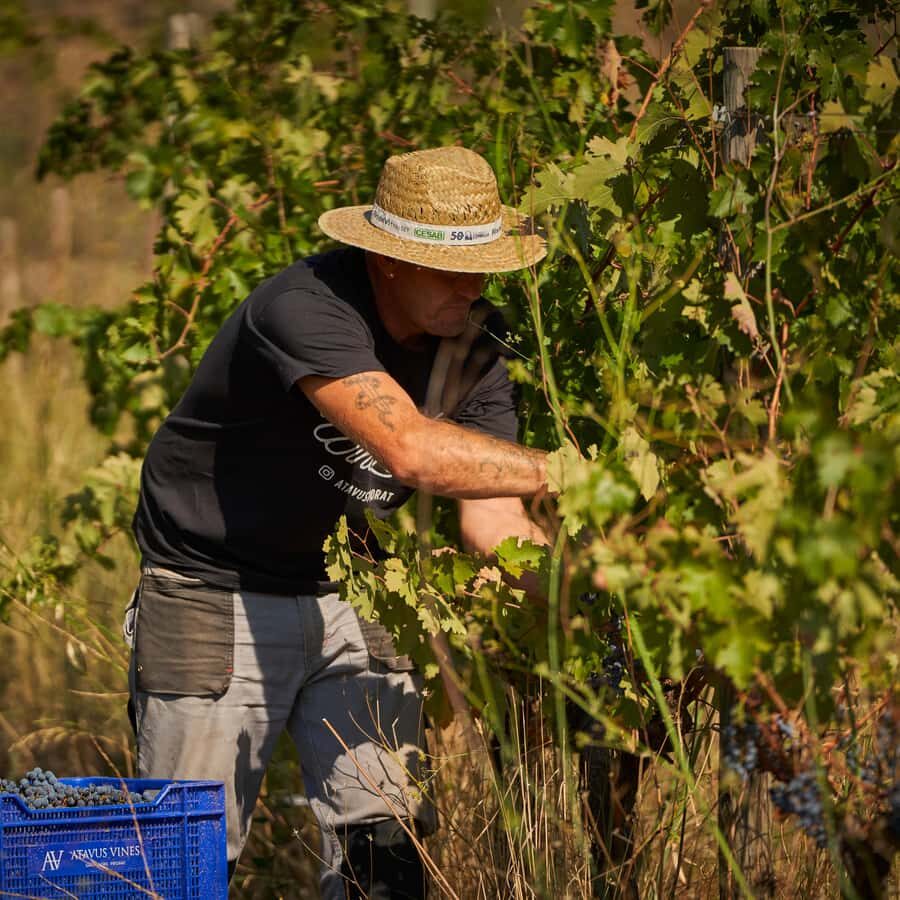 Priorat: wine tour in Gratallops of the best natural wines - FAQs