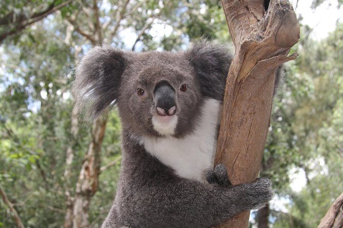 Private Blue Mountains Tour with Kangaroo and Koala Experience - Practicalities and Comfort