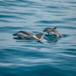 Private boat trips in Porec: dolphin watching, panoramic tour - Who Will Love This Tour?