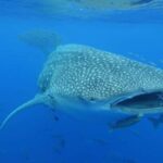 Private Day Seafari in the Azores follow Marine Biologist - A Closer Look at the Experience