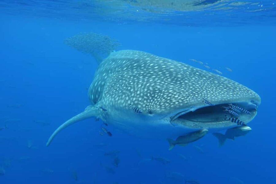 Private Day Seafari in the Azores follow Marine Biologist - A Closer Look at the Experience
