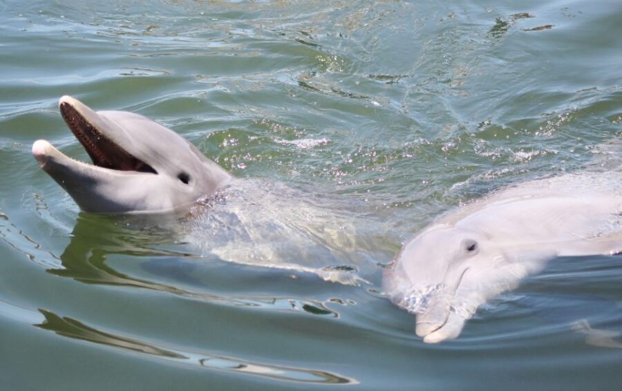 Private dolphin tours in the amazing Savannah Marsh - Who Will Love This Tour?