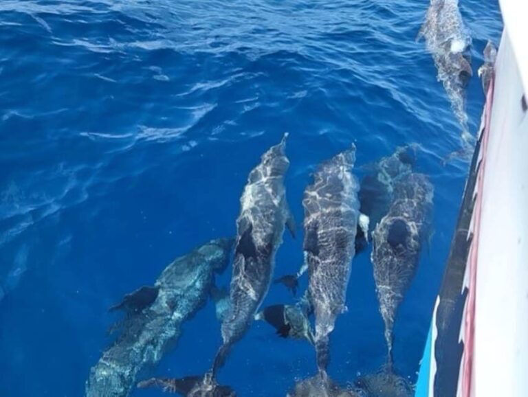 Private Dolphin Watch Boat Tour Port Aransas Texas - Who Will Love This Tour?
