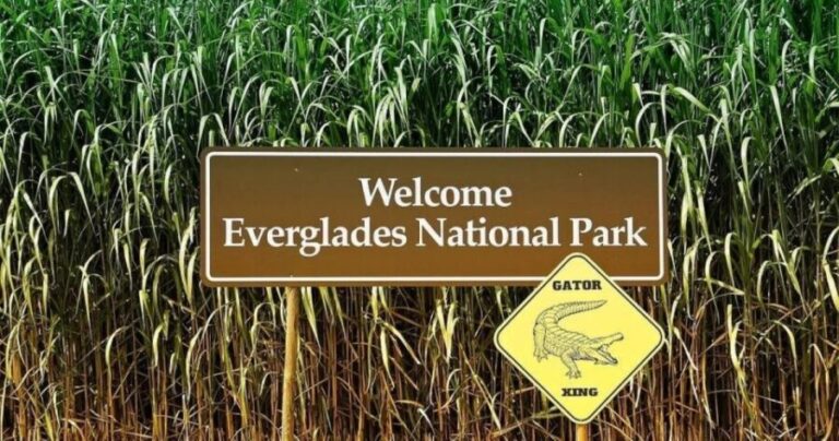 Private Everglades Tour:Explore the Beauty of the Everglades - FAQ