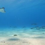 Private Full Day Lagoon Safari and Lunch on a Motu in Bora Bora - The Value of This Tour