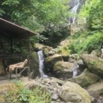 Private Full Day Tour from Batumi to Waterfalls - Practical Details & What to Consider