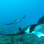 Private Reef Discovery Luxury Dream Day Tour in Bora Bora - A Closer Look at the Experience