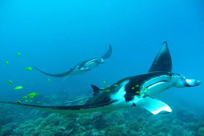 Private Reef Discovery Luxury Dream Day Tour in Bora Bora - A Closer Look at the Experience